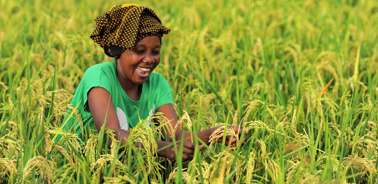 National Adaptation Plans: Building Climate Resilience in Agriculture ... National Adaptation Plans: Building Climate Resilience in Agriculture ...
